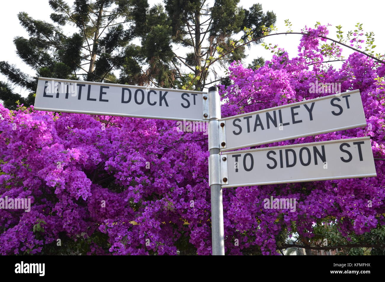 A street sign in front of brightly coloured Jacaranda flowers in ...