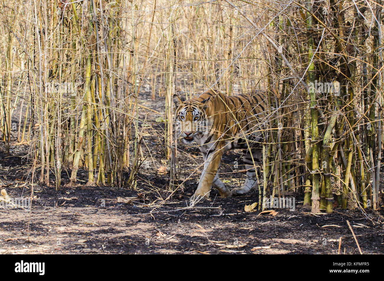 Tiger In Bamboo Forest High Resolution Stock Photography and Images - Alamy