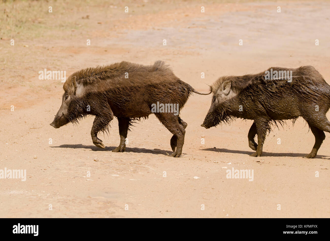 Indian Pig Stock Photos & Indian Pig Stock Images - Alamy