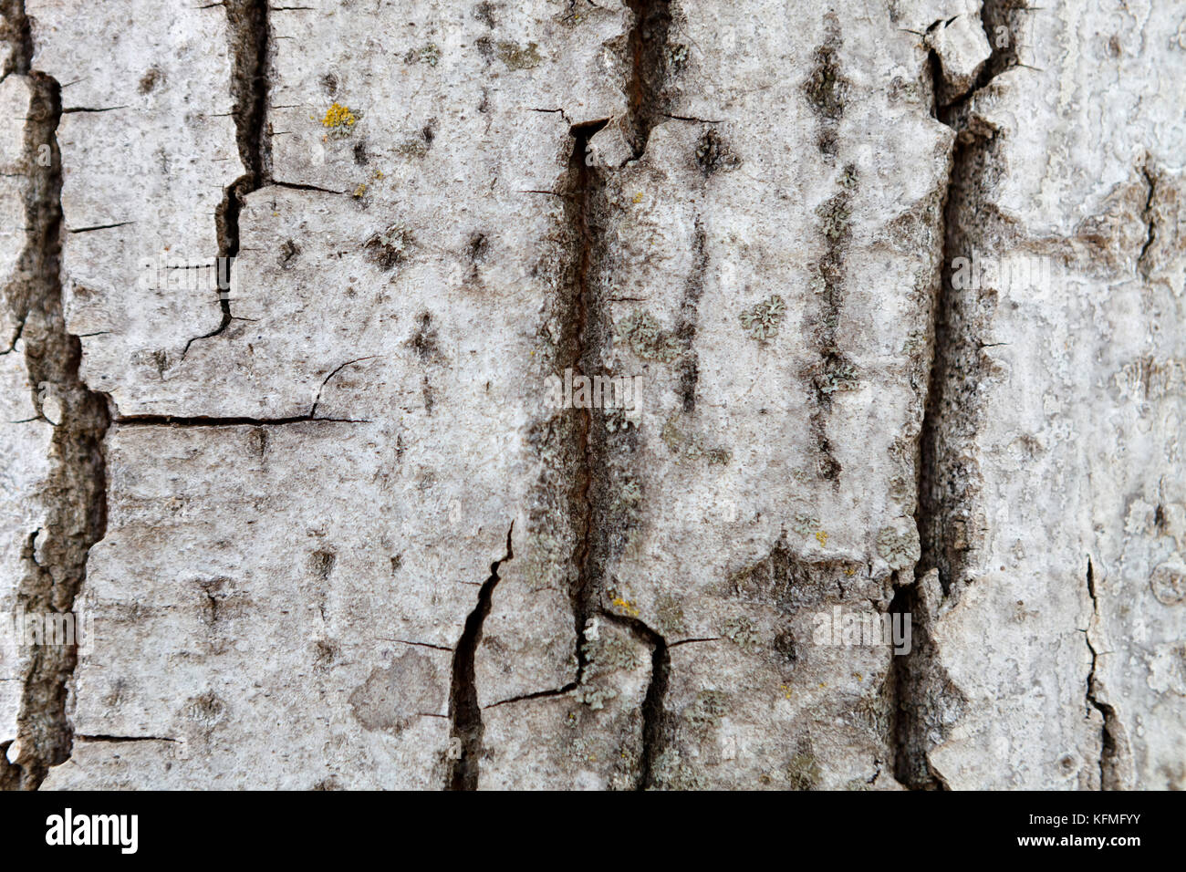 Close up wooden cut texture hi-res stock photography and images - Alamy