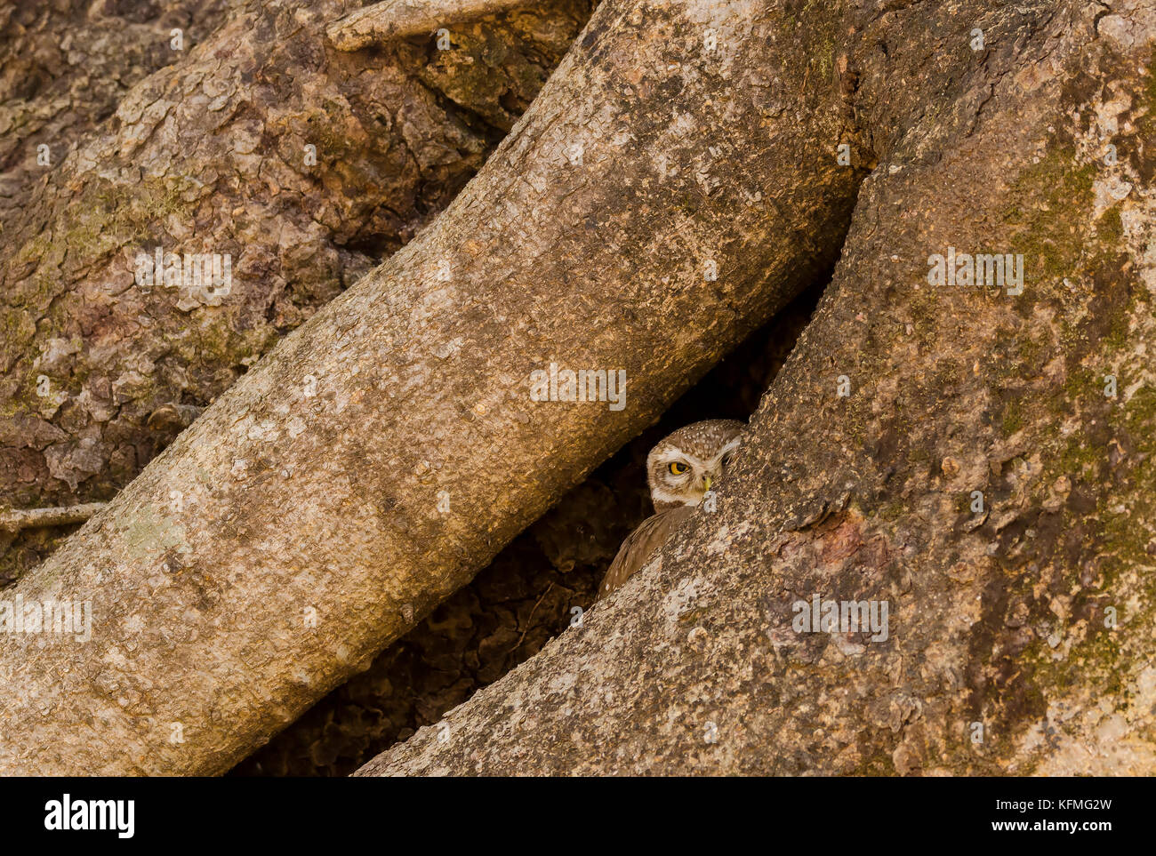 Bird Inside Tree Hole High Resolution Stock Photography and Images - Alamy