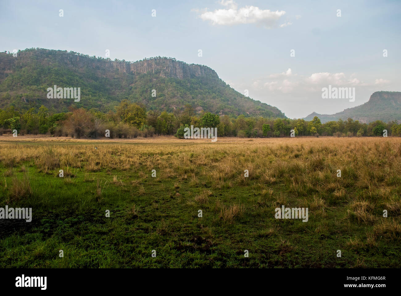 Tiger bardia nepal hi-res stock photography and images - Alamy