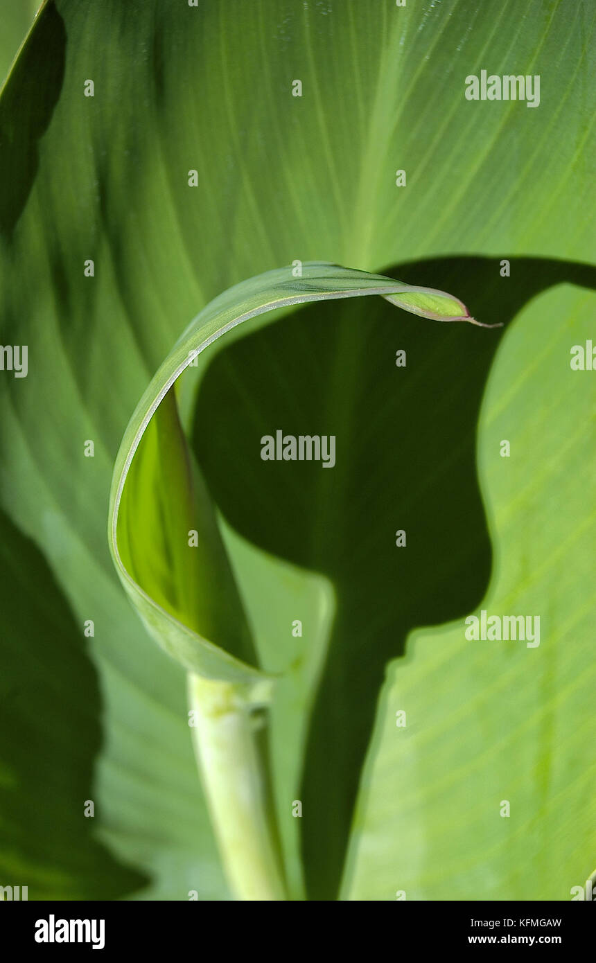 Canna lily leaf opening and blooming in front of a larger leaf Stock ...