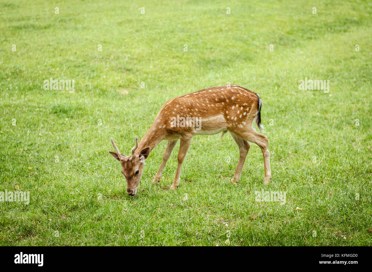little young doe eating grass in the meadow Stock Photo - Alamy
