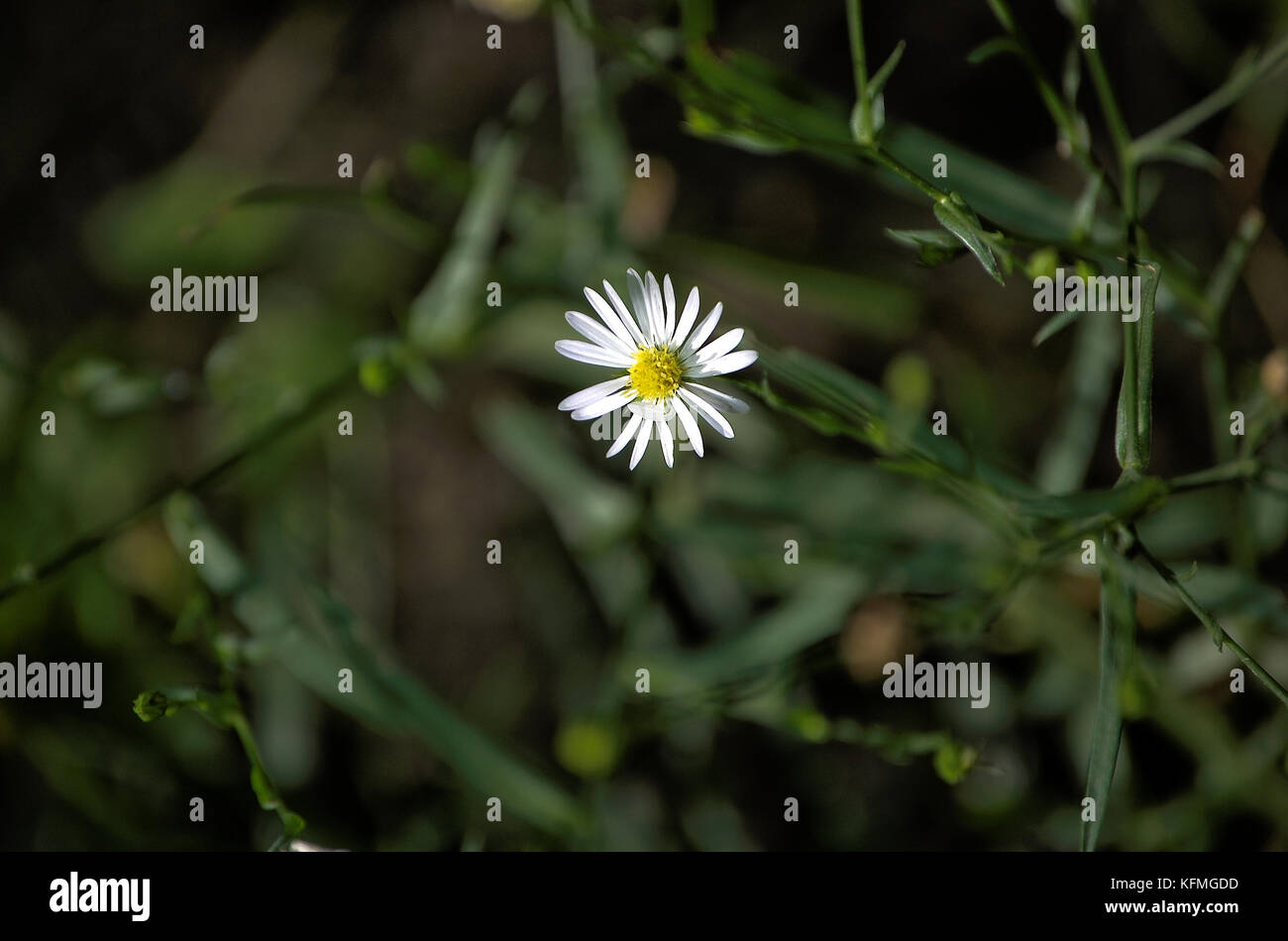 Small wild daisy flowers Stock Photo - Alamy