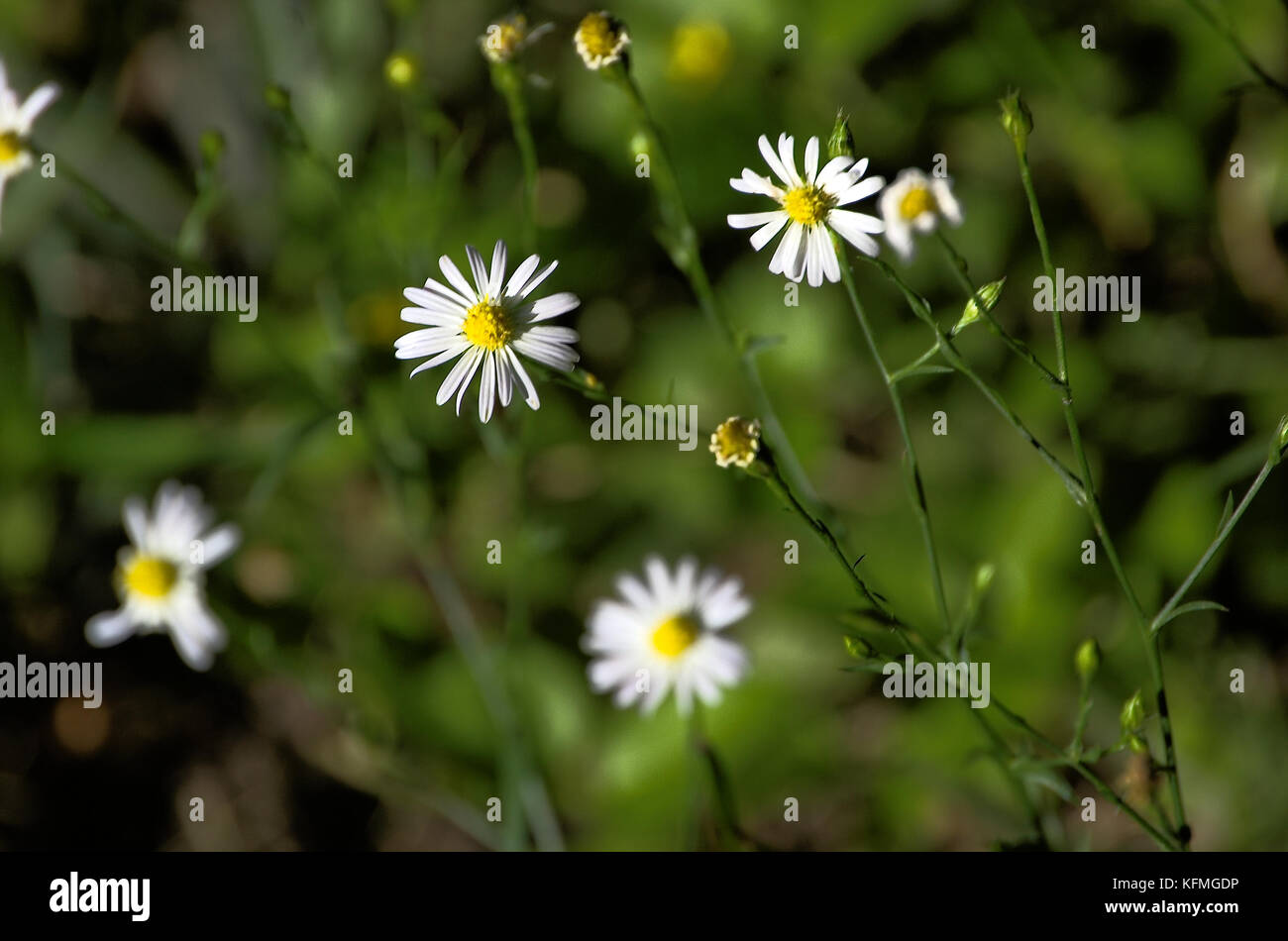 Small wild daisy flowers Stock Photo - Alamy