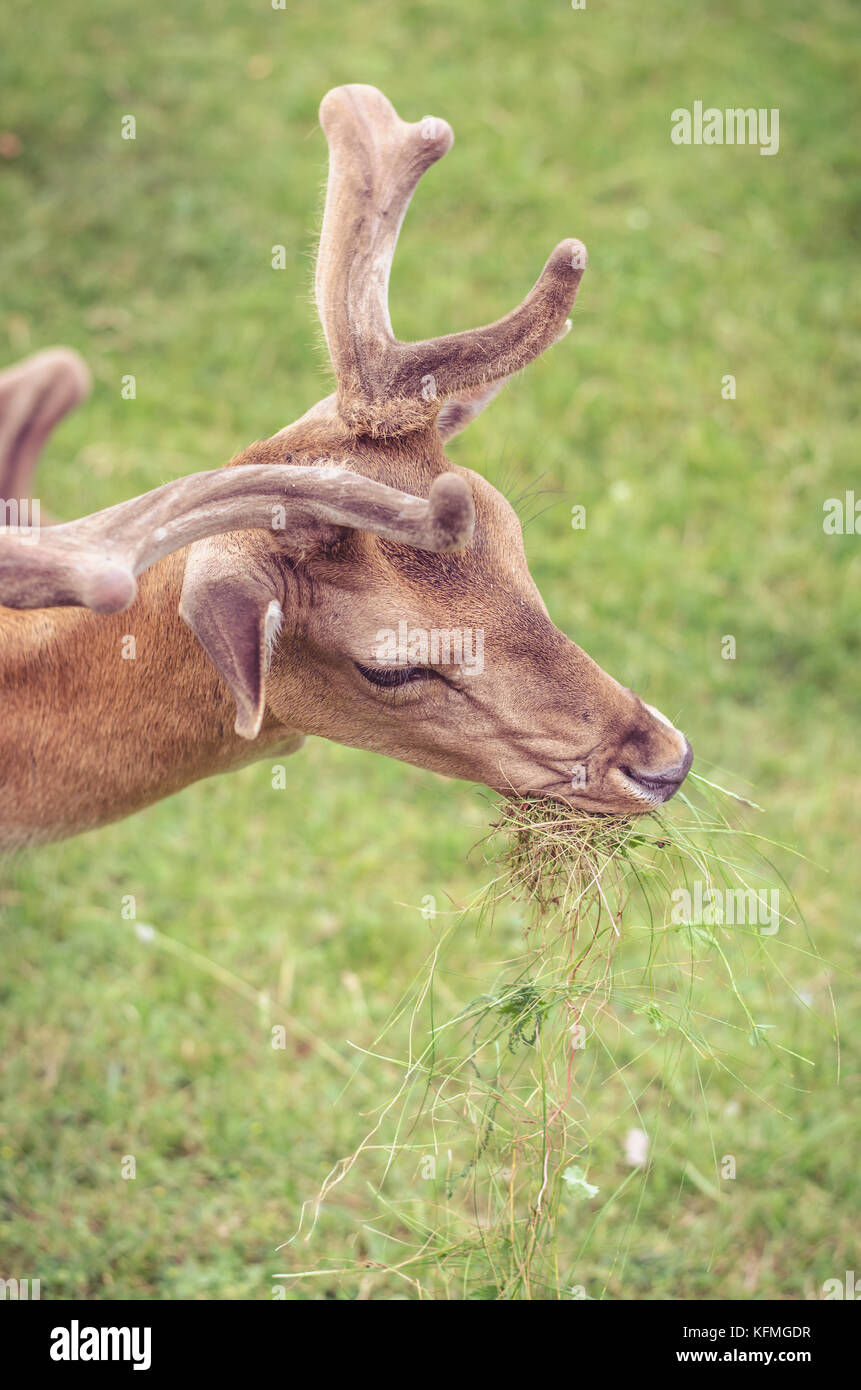 little young doe eating grass in the meadow Stock Photo - Alamy