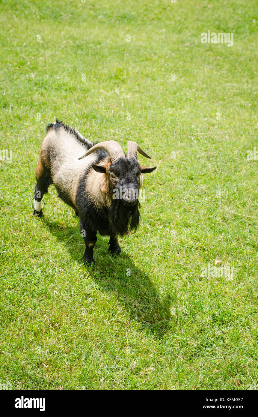 billy-goat animal in green meadow Stock Photo - Alamy