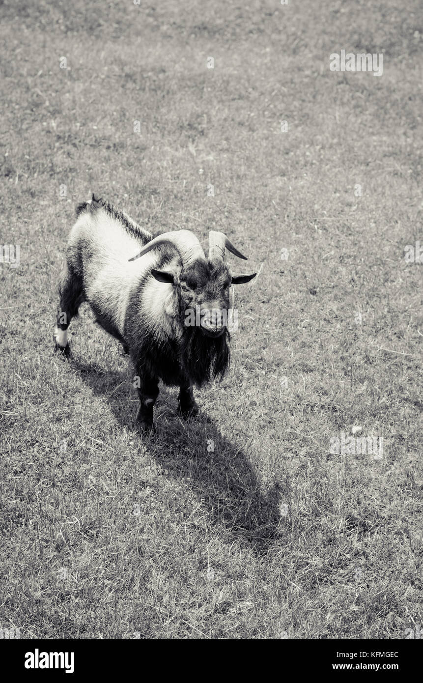 billy-goat animal in meadow monochrome Stock Photo - Alamy