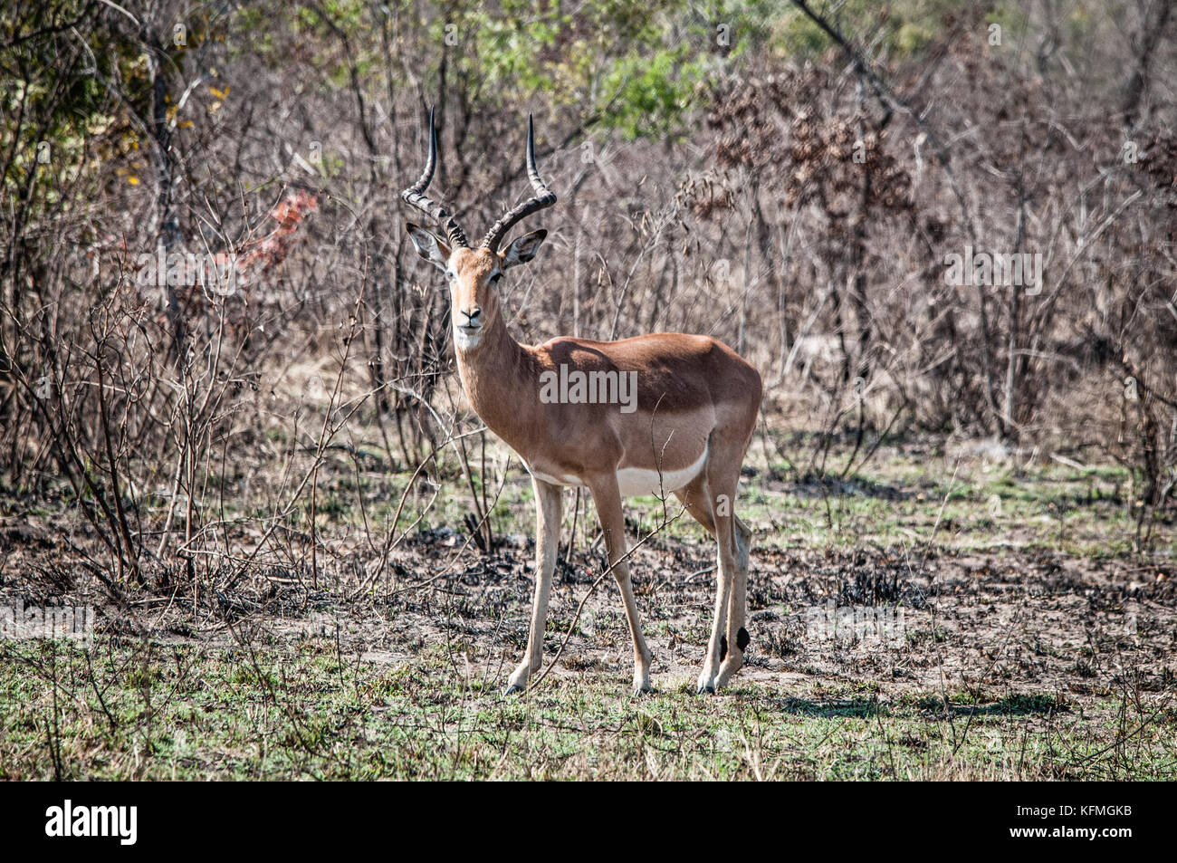 Springbok at krugher park Stock Photo - Alamy