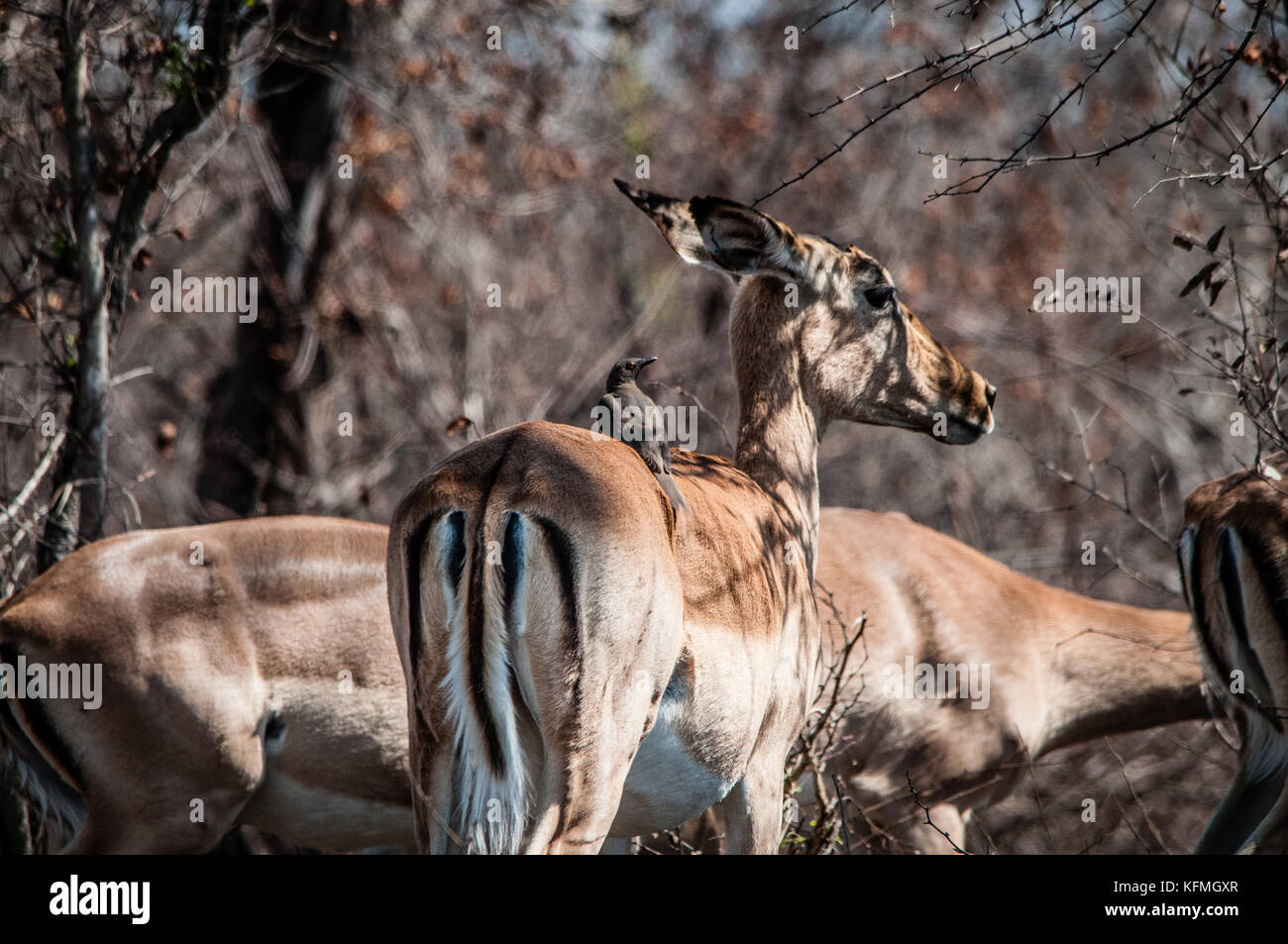 Springbok at krugher park Stock Photo - Alamy