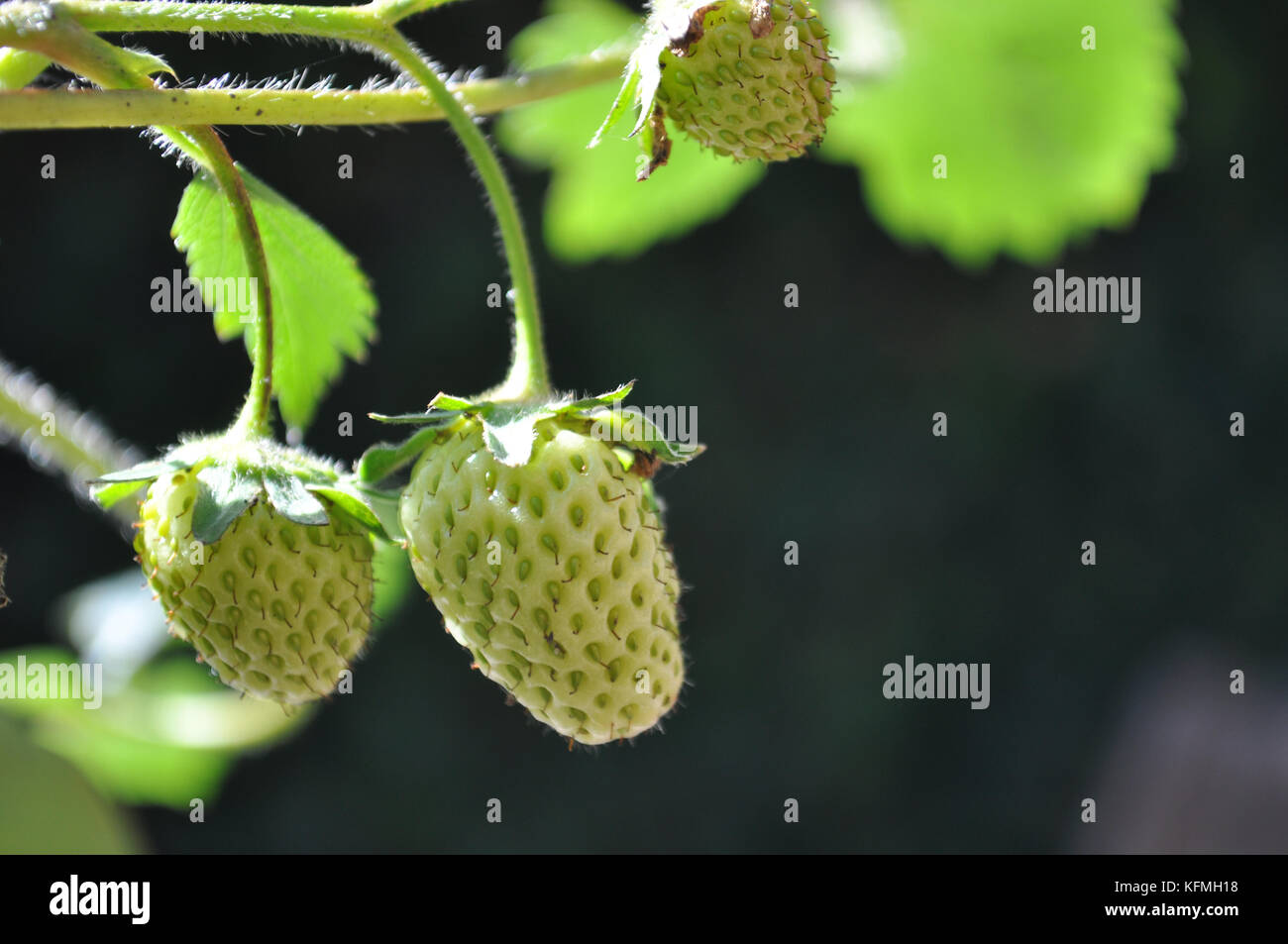 Green strawberries hi-res stock photography and images - Alamy