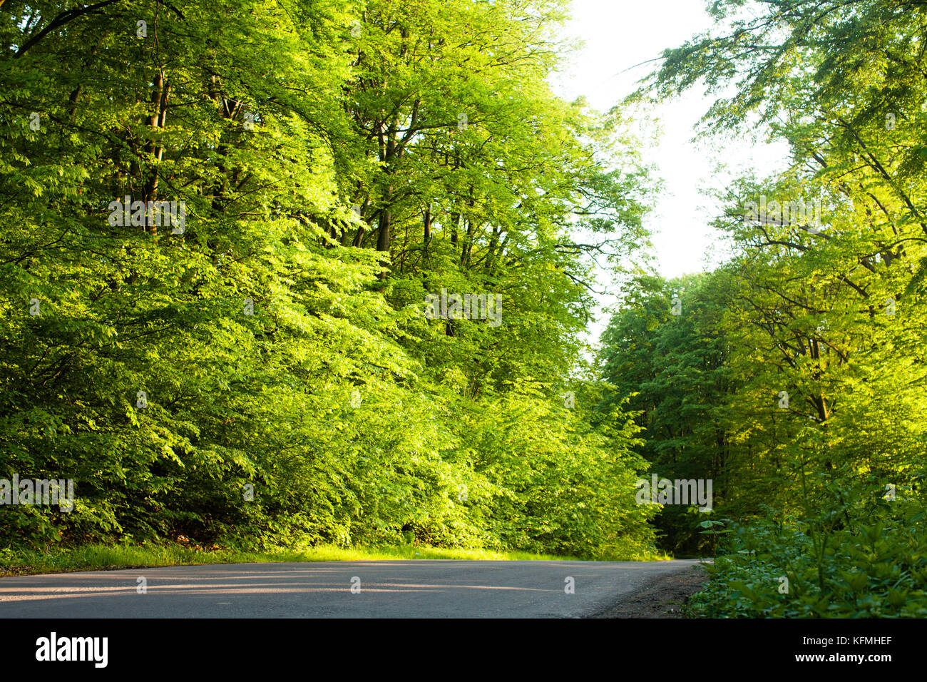 Road in the forest Stock Photo - Alamy