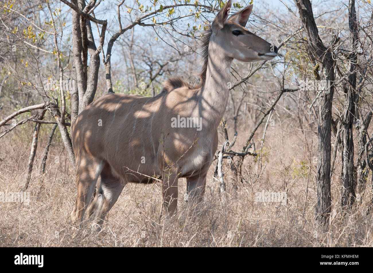 Springbok at krugher park Stock Photo - Alamy