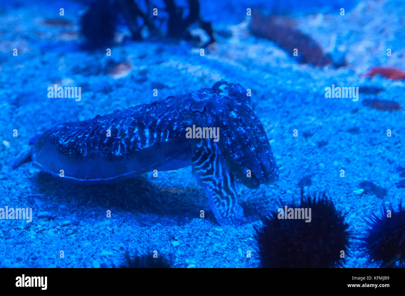 Mediterranian marine animal - cuttlefish Stock Photo - Alamy