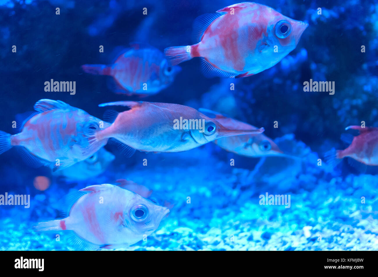 School of pink fish at Monaco Aquarium Stock Photo - Alamy