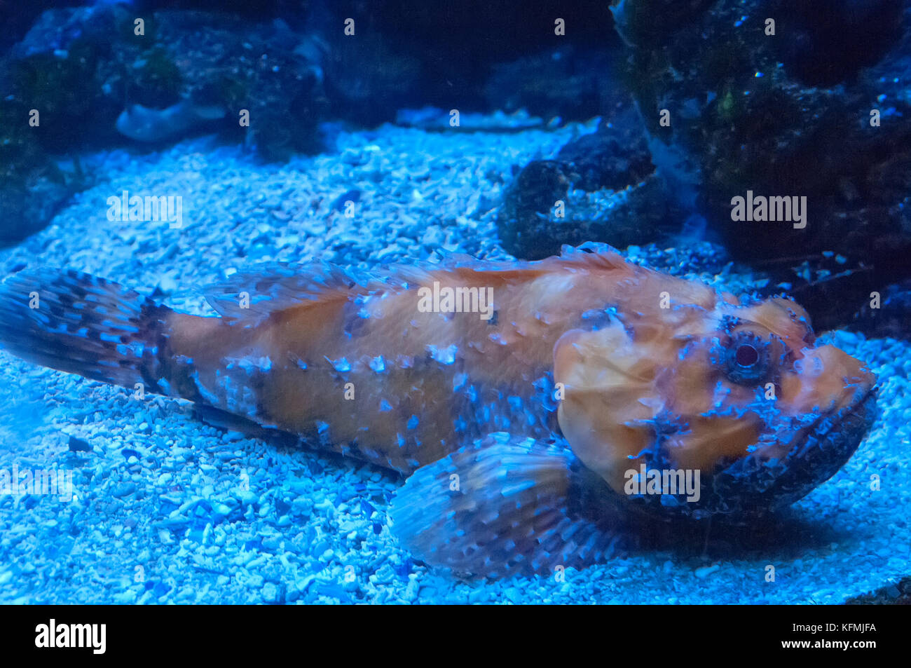 Tropical fish at Monaco Aquarium Stock Photo - Alamy