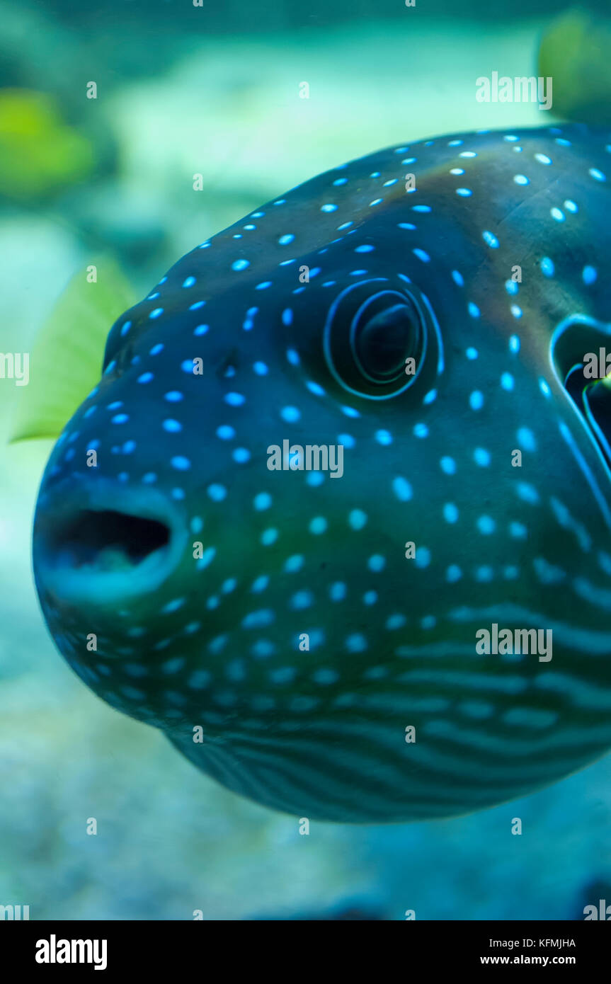 Tropical fish at Monaco Aquarium Stock Photo - Alamy