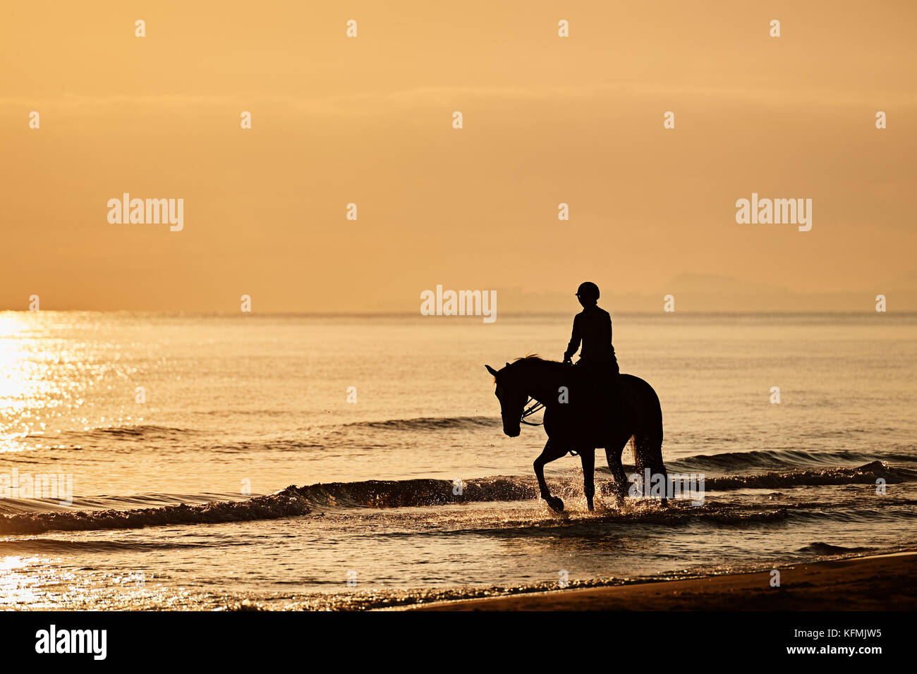 Rider exercises horse in the sea at sunrise Stock Photo - Alamy
