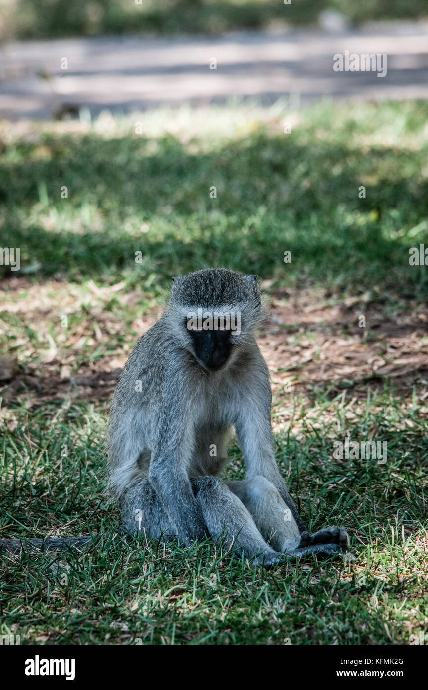 cappuccino monkey at kruger park Stock Photo - Alamy