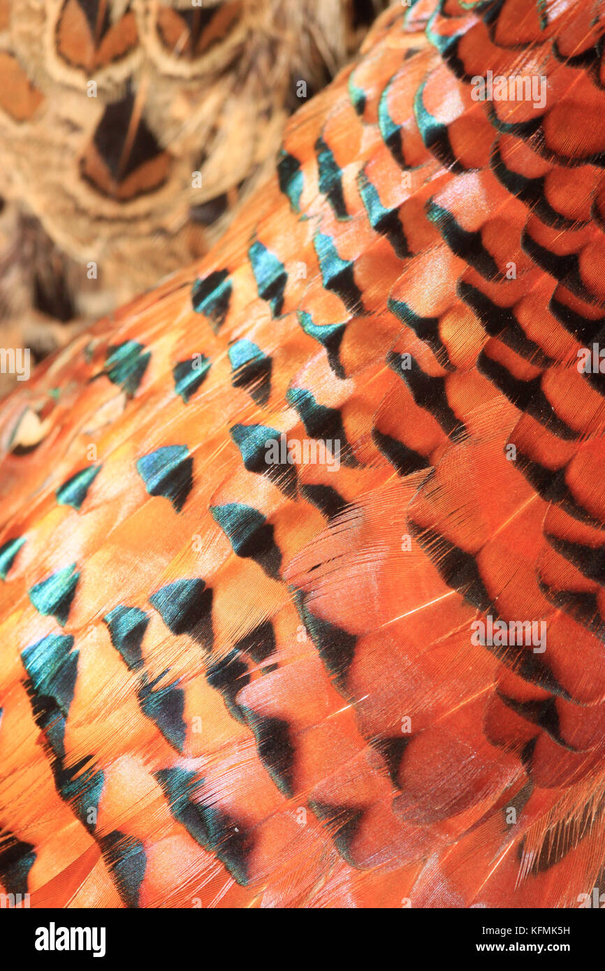 Close up macro shot of pheasant showing barred feather pattern. Game ...