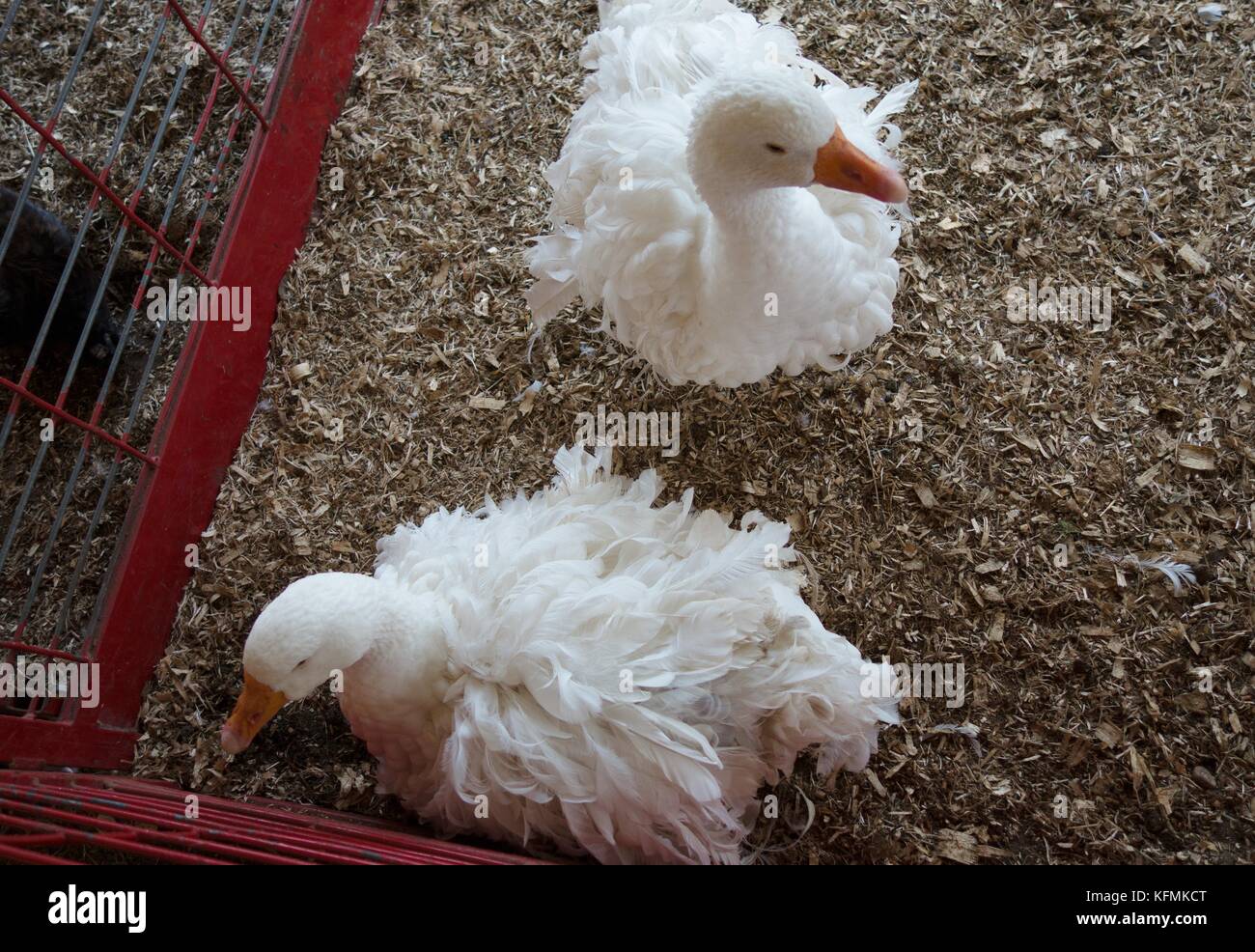 An overhead view of two fluffy white Sebastoppol geese Stock Photo - Alamy