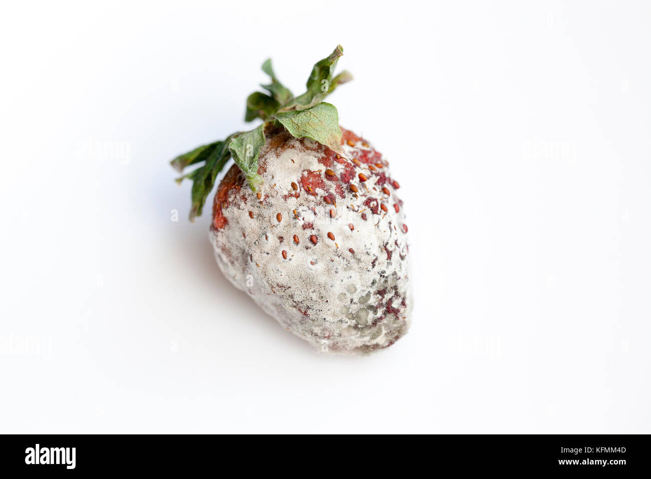 Strawberry disease hi-res stock photography and images - Alamy