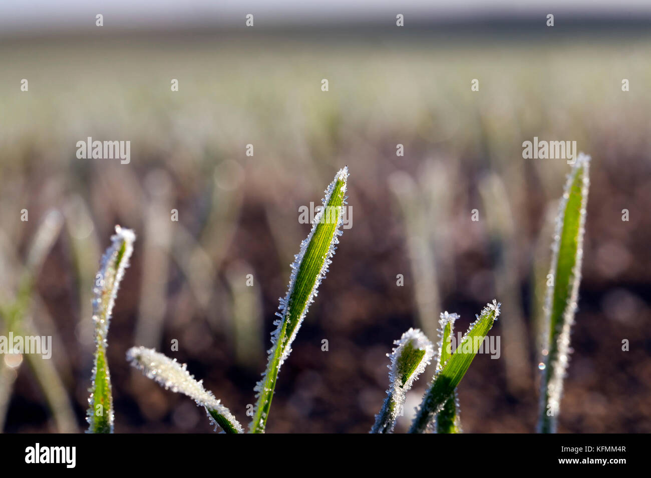 Green grass close-up drop Stock Photo - Alamy