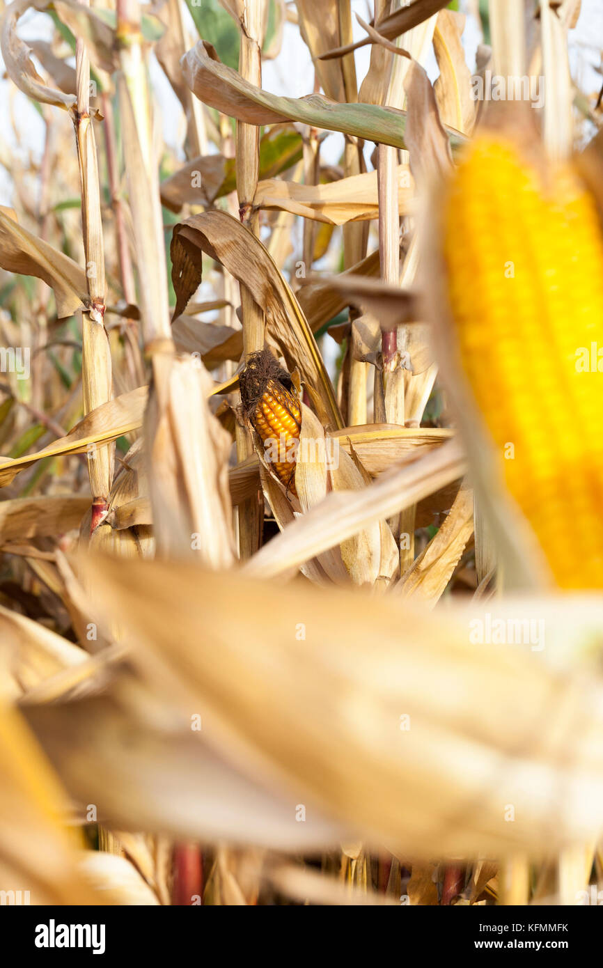 Mature corn open field Stock Photo - Alamy