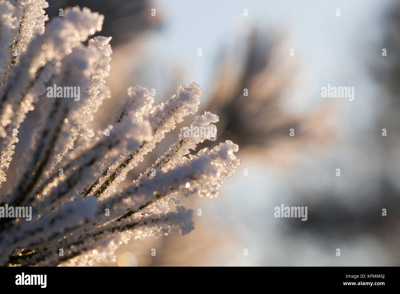 Pine needles after snow hi-res stock photography and images - Alamy