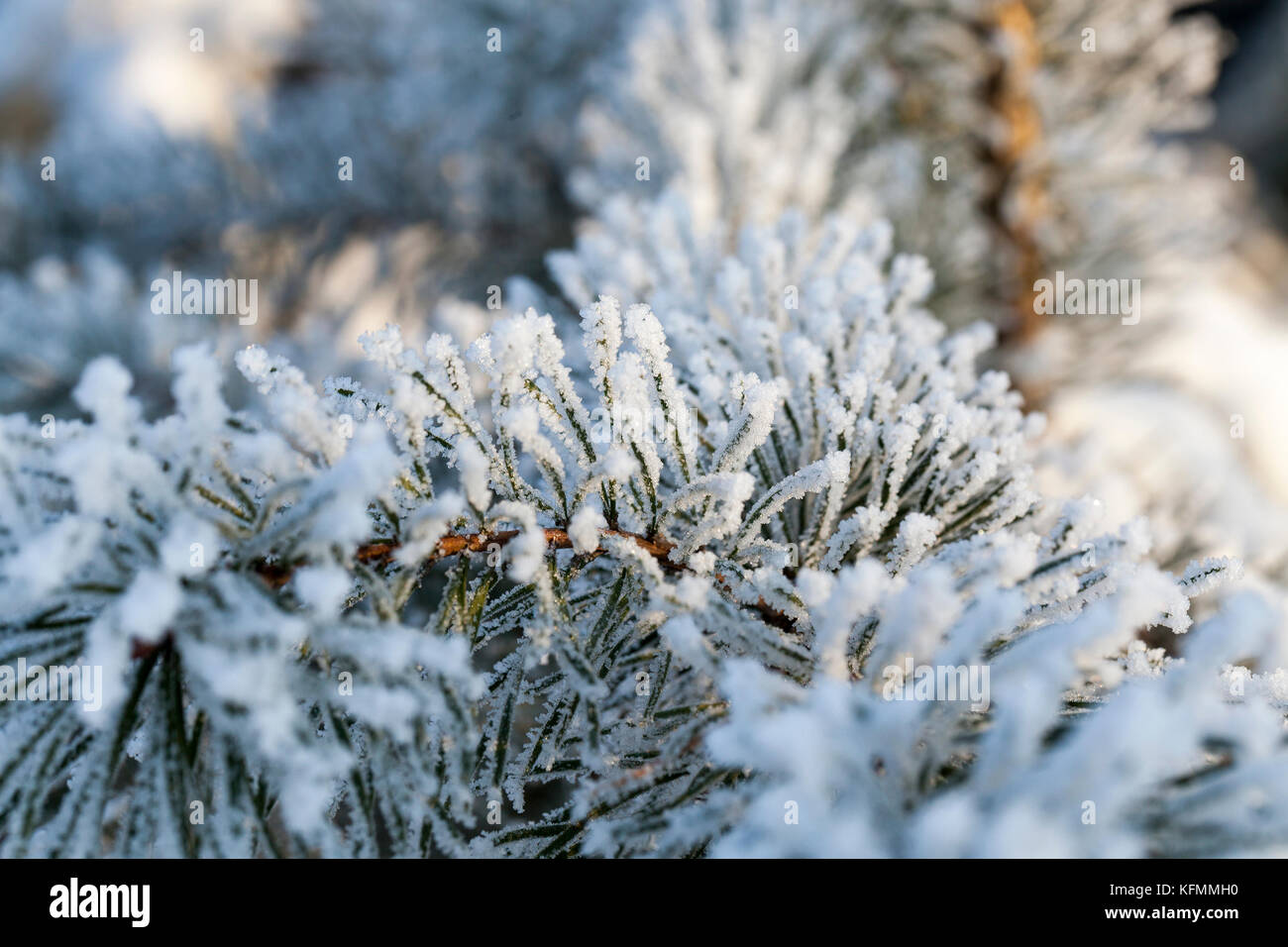Trees under frost pine branches Stock Photo - Alamy