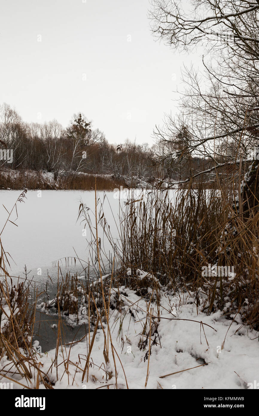 Trees around lake Stock Photo - Alamy