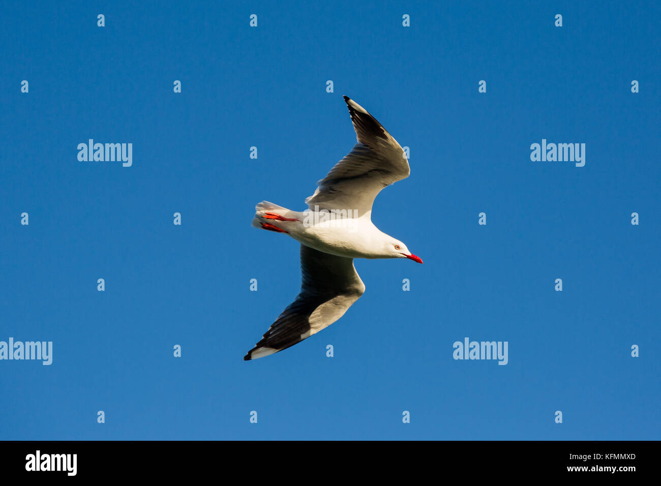 Seagull flying alone with a blue sky Stock Photo - Alamy