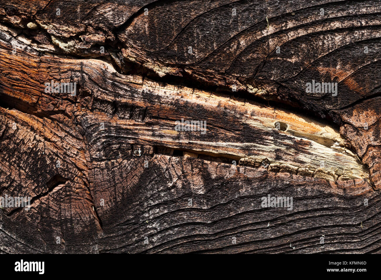 Old growth black oak tree hi-res stock photography and images - Alamy