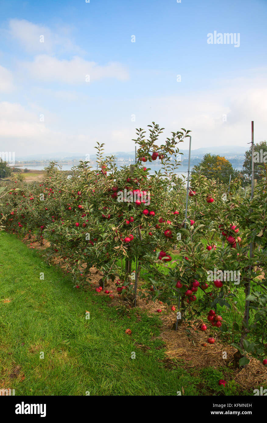 Apple garden full of riped red apples Stock Photo - Alamy