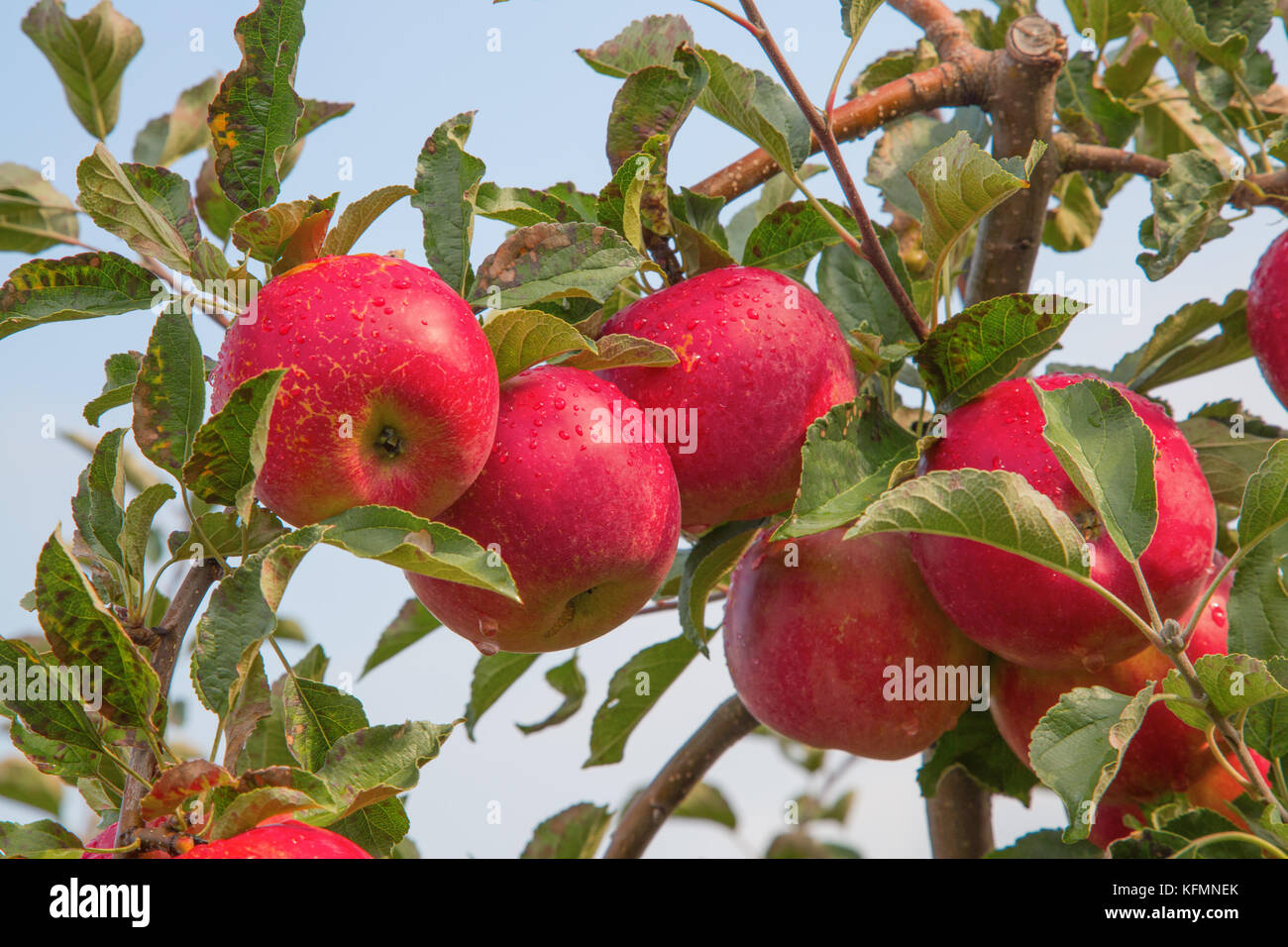 Apple garden full of riped red apples Stock Photo - Alamy