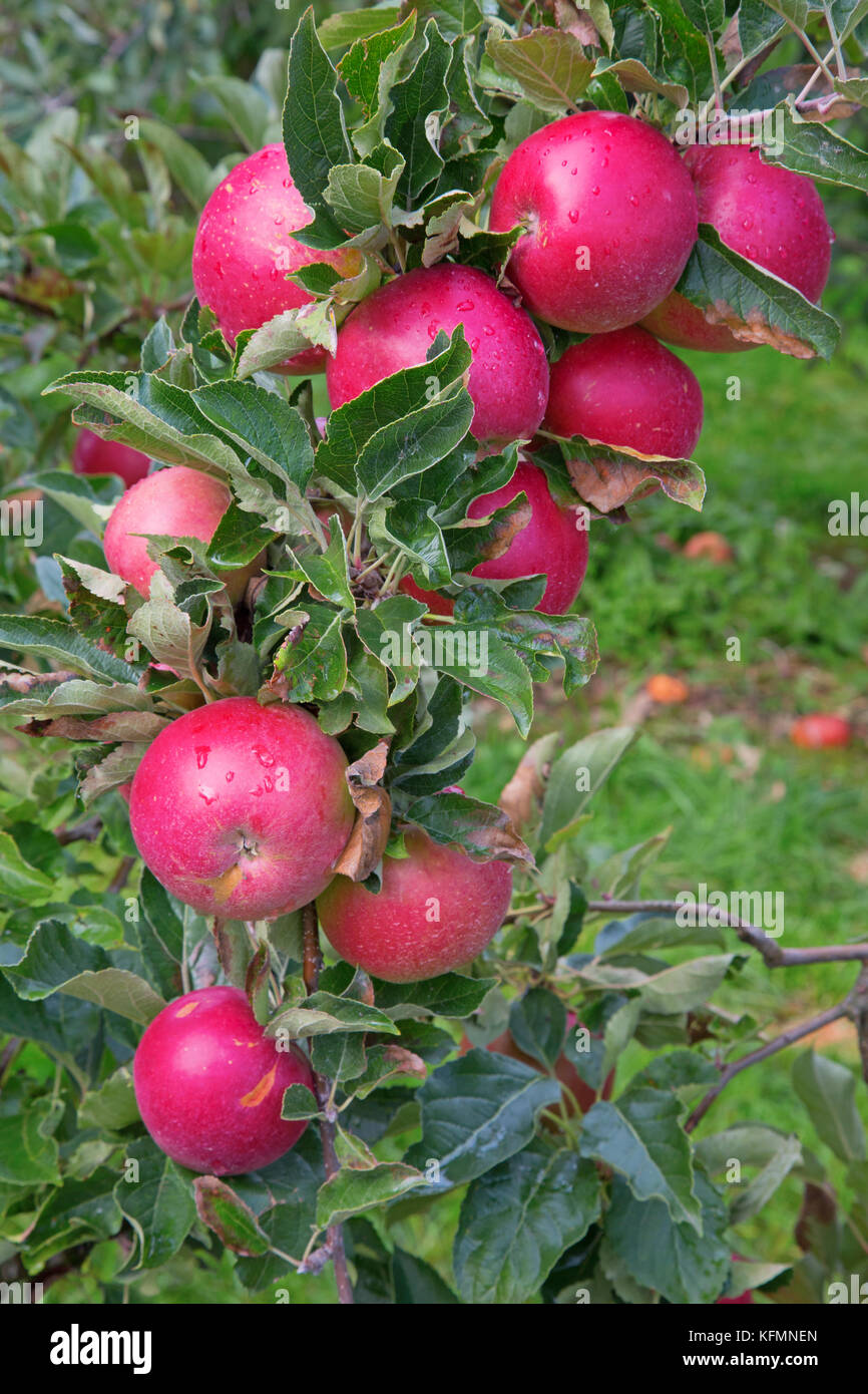 Apple garden full of riped red apples Stock Photo - Alamy