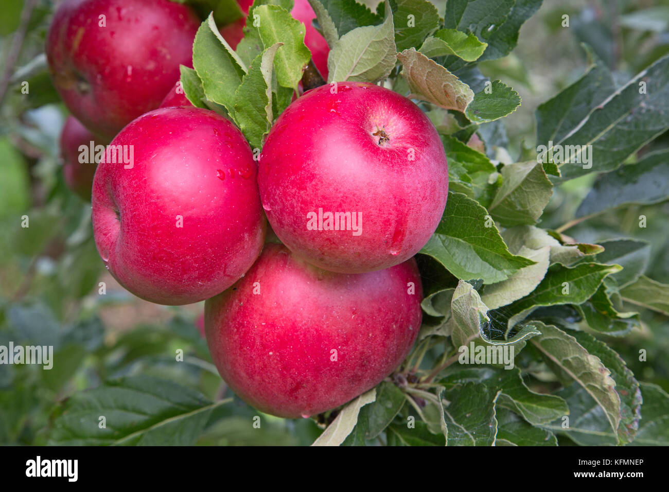 Apple garden full of riped red apples Stock Photo - Alamy