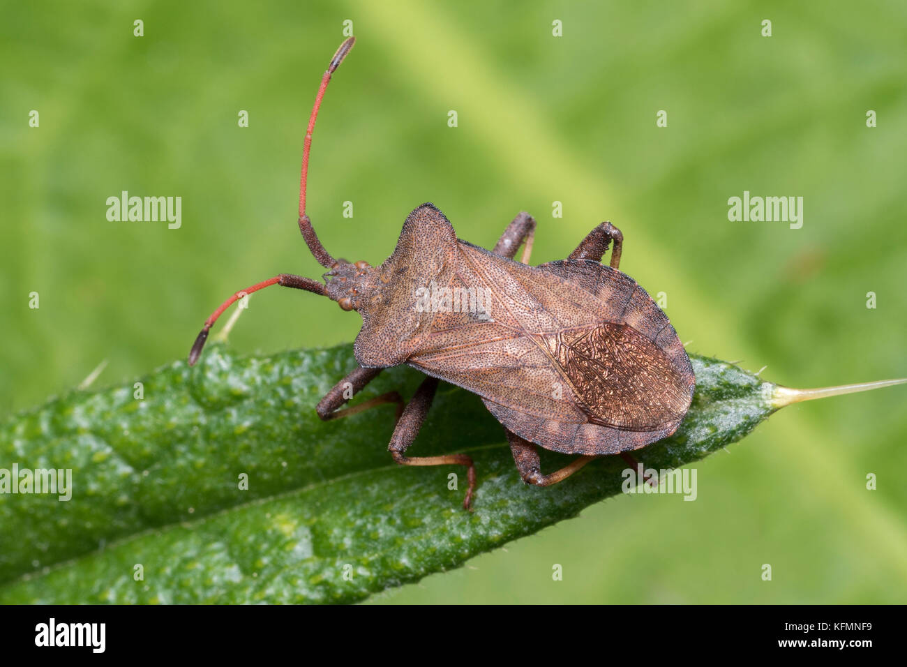 Dock Bug (Coreus marginatus) resting on thistle leaf. Tipperary ...