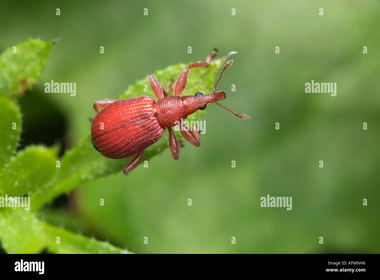 Seed Weevil (Apion sp.) on leaf. Tipperary, Ireland Stock Photo - Alamy