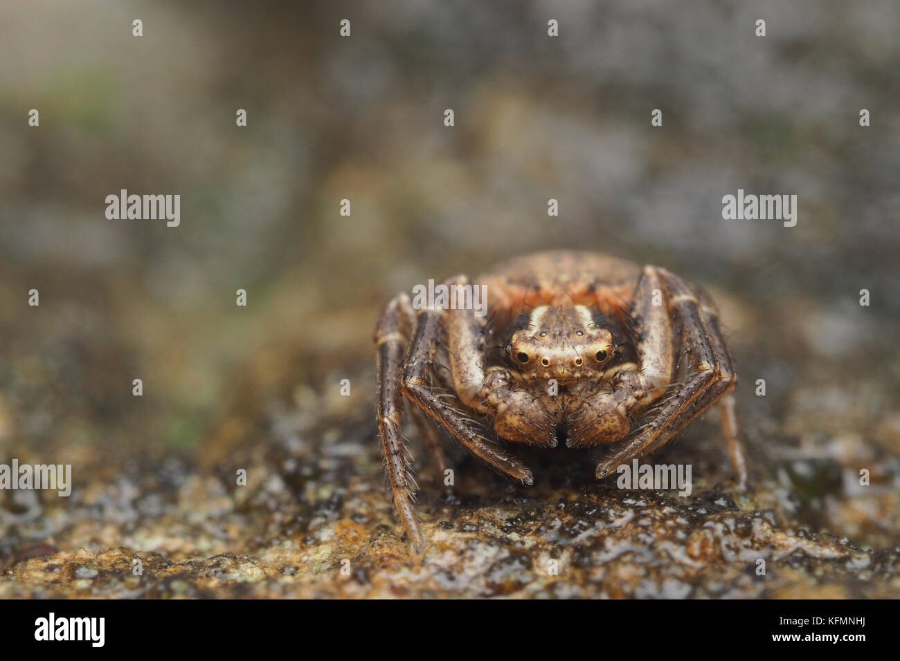 Crab Spider (Xysticus sp.) resting on large boulder. Tipperary, Ireland ...