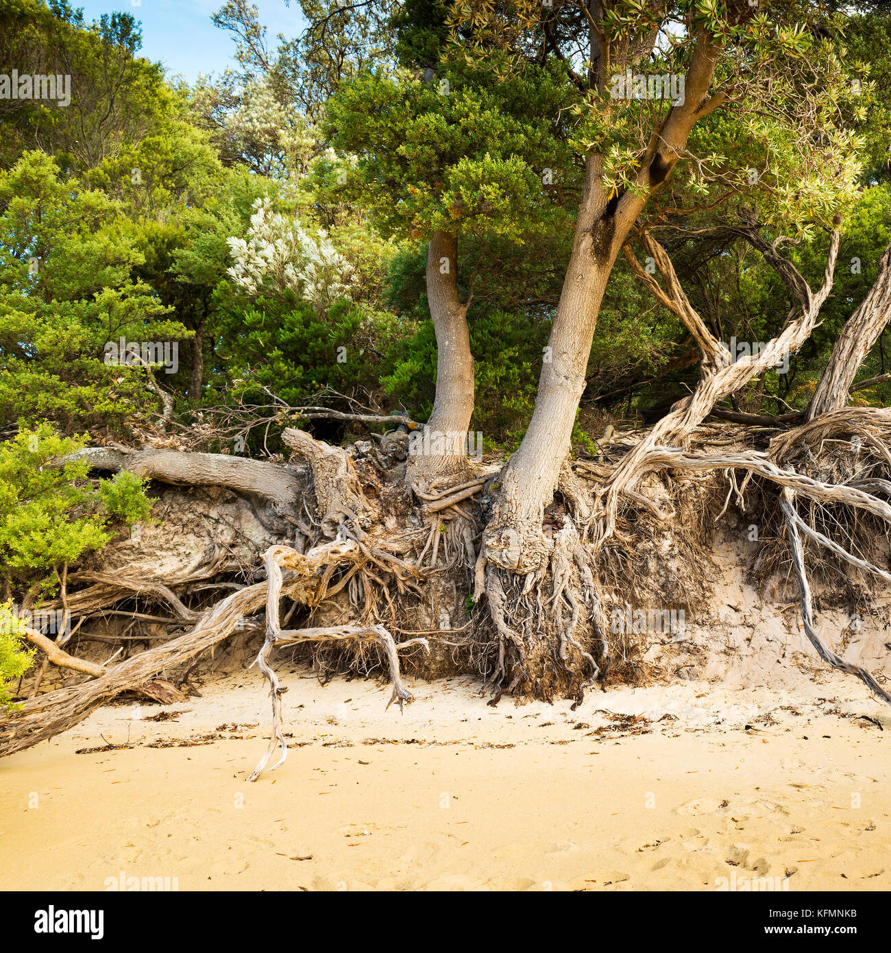 Tree roots exposed by coastal erosion on beach at Refuge Cove in ...