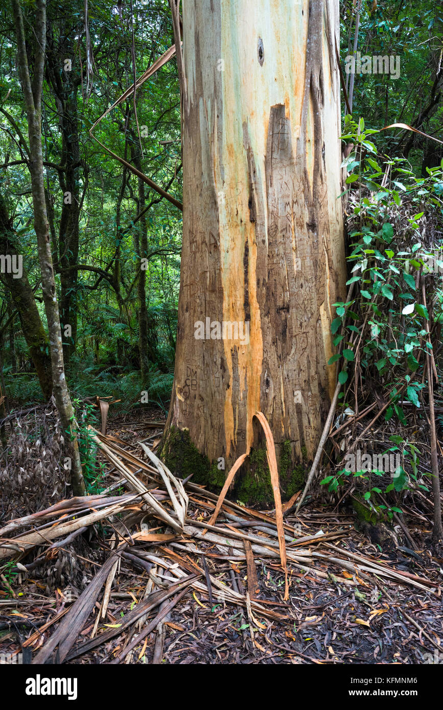 Dicksonia antarctica Rain forest at Melba Gully State Park, Great Otway ...