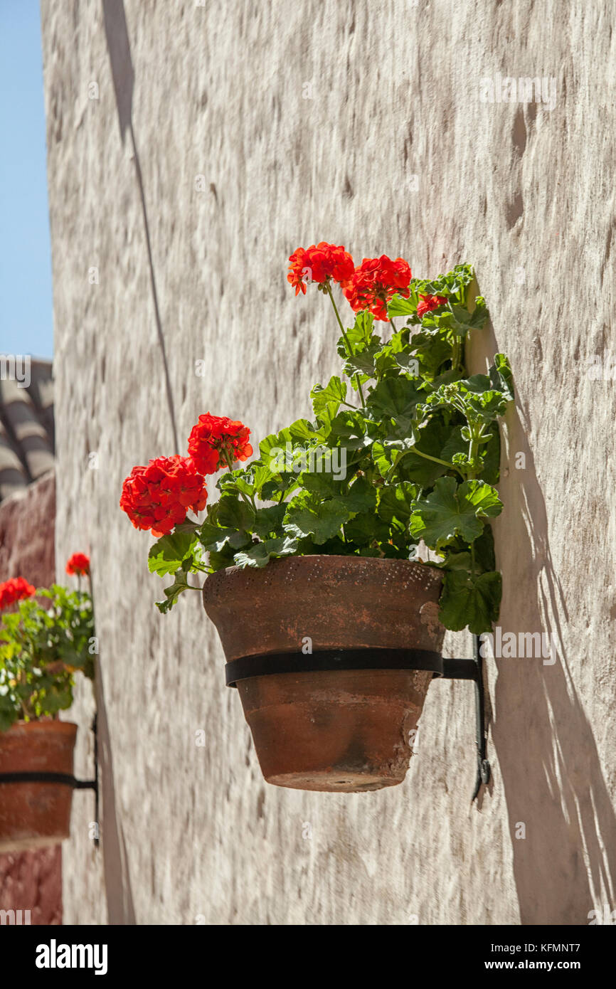Geranium Plant Pot On Wall High Resolution Stock Photography and Images ...