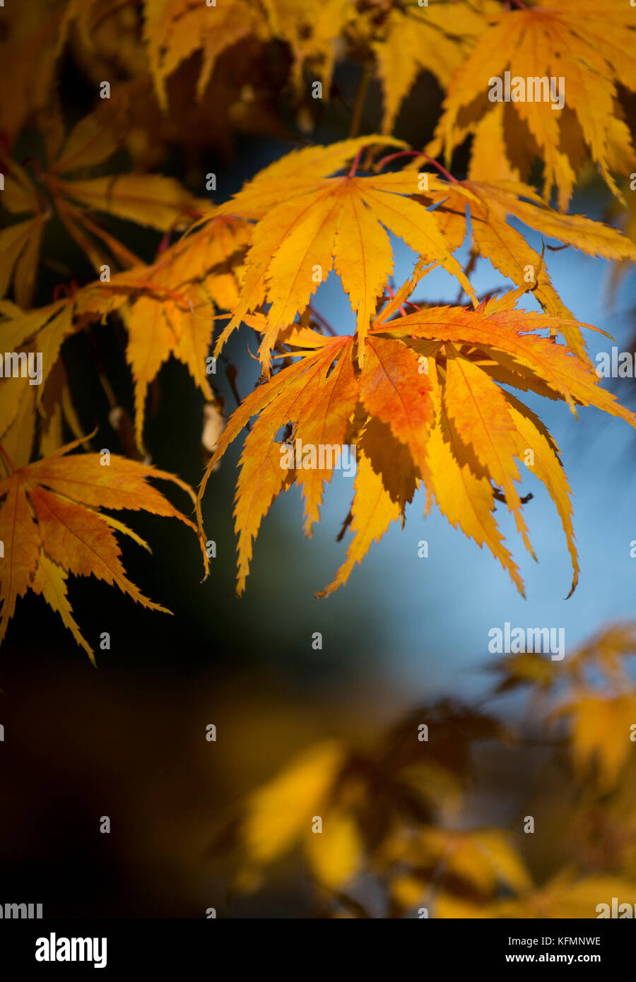 Section of a tree with warm yellow leaves Stock Photo - Alamy