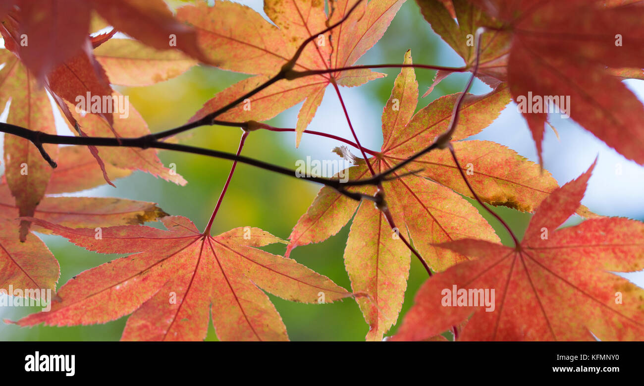 Closeup of a section of autumn coloured tree Stock Photo - Alamy