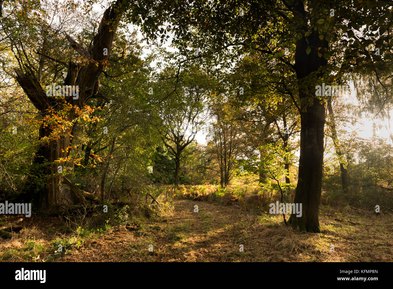 Savernake Forest in autumn Stock Photo - Alamy