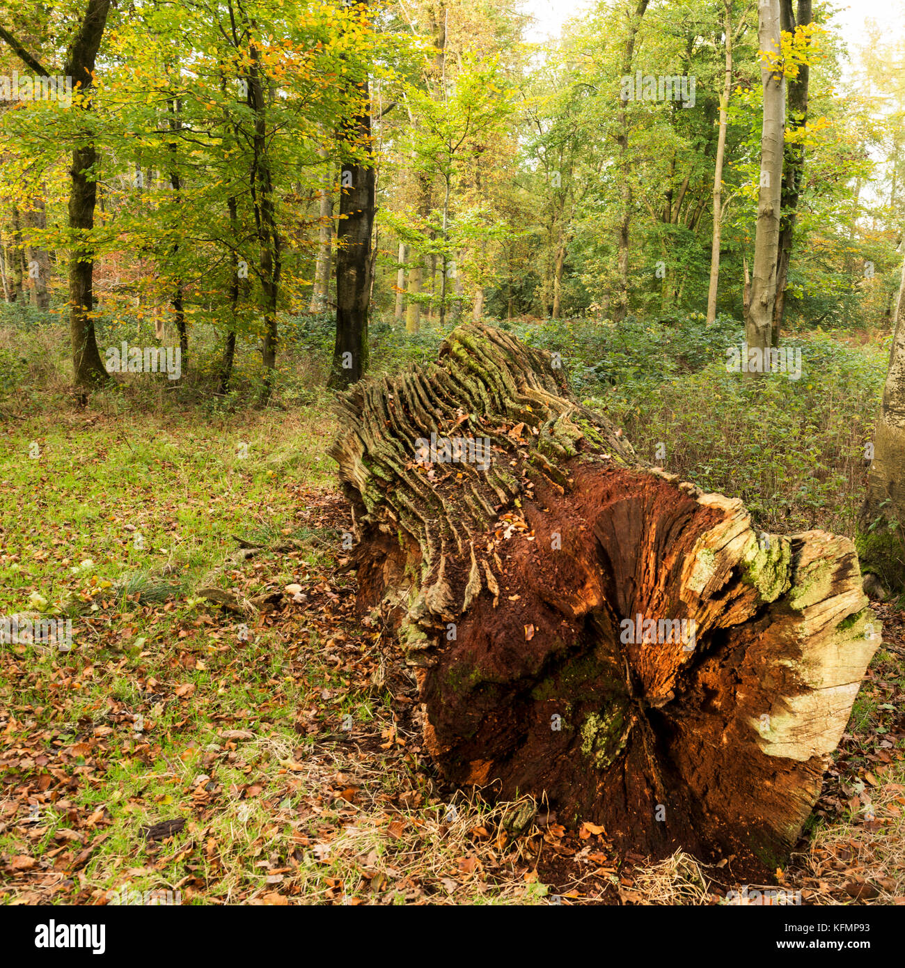 Savernake Forest in autumn Stock Photo - Alamy
