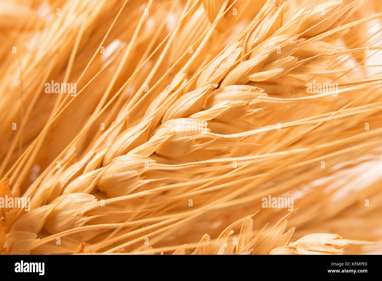 Close up of wheat ears hi-res stock photography and images - Alamy