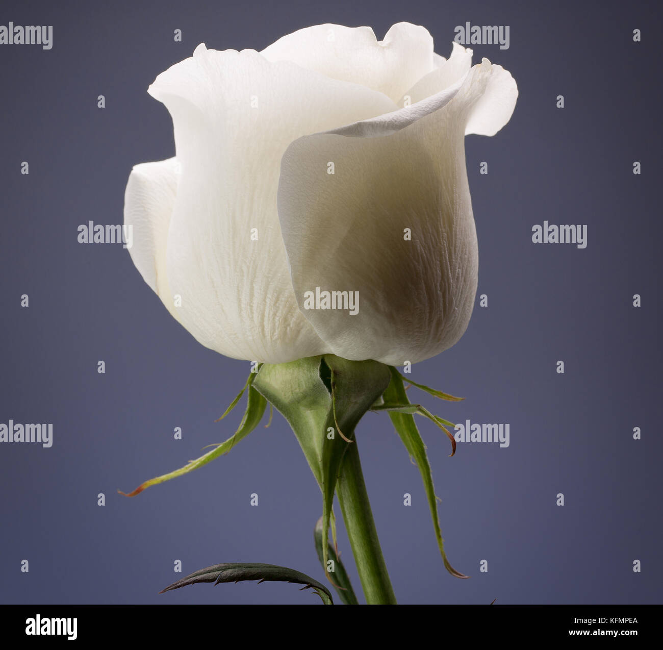 white rose on a dark background Stock Photo - Alamy